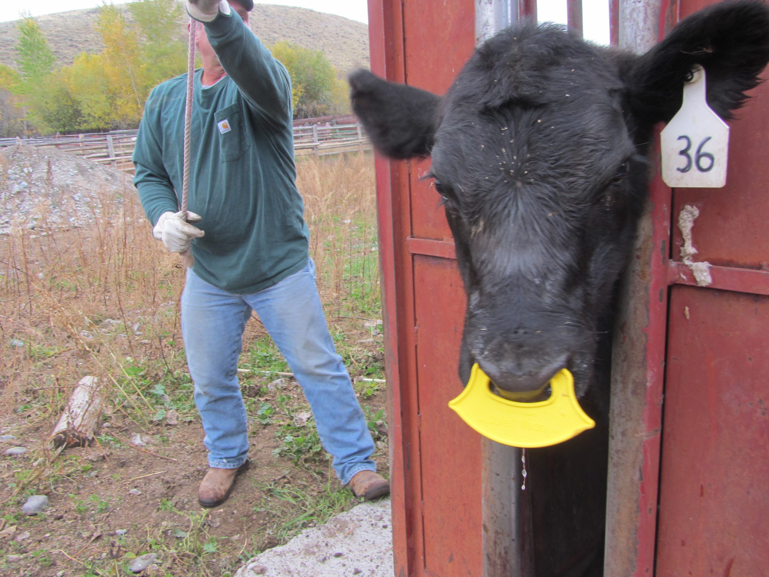 Low-Stress Calf Weaning - Countryside